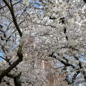 Cherry Blossoms @ University of Washington - 495 Photos & 86 Reviews ...