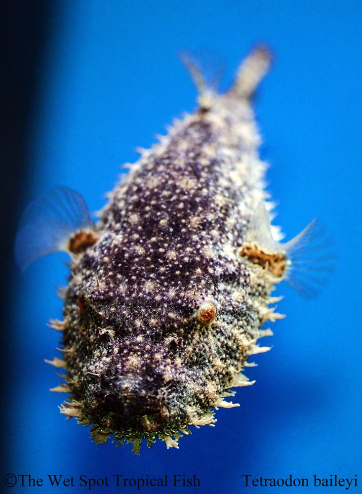 Wet Spot Tropical Fish - 16 Photos & 88 Reviews - Aquarium Services ...