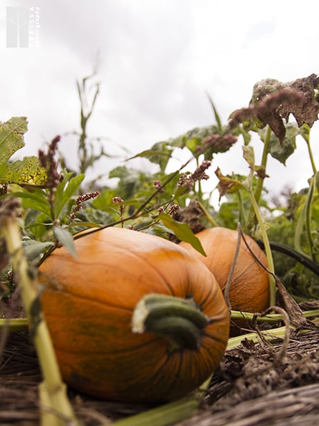 Butler’s Orchard - 282 Photos & 183 Reviews - Farmers Market - 22222 ...