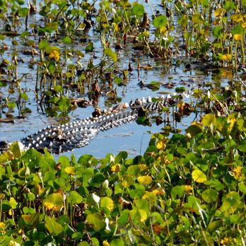Alligator Lake - Lakes - 420 SE Alligator Glenn, Lake City, FL - Phone ...