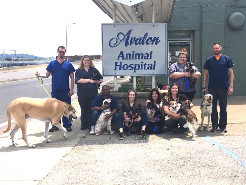 Avalon Animal Hospital - 17 Photos - Veterinarians - 712 MacCorkle Ave ...