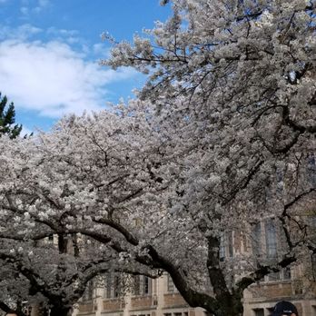 Cherry Blossoms @ University of Washington - 495 Photos & 86 Reviews ...