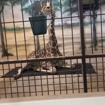 Henry Vilas Park Zoo - 221 Photos & 147 Reviews - Zoos - 702 S Randall ...