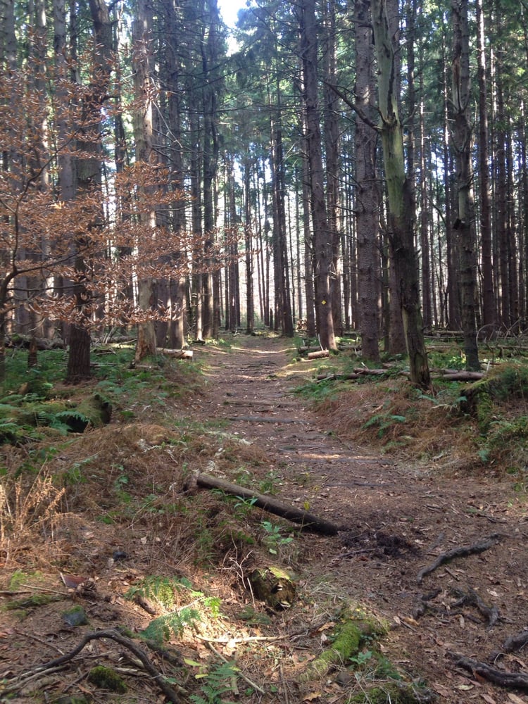 Erie County Forest - 10 Photos - Hiking - East Concord, NY - Phone ...