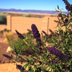 New Life Landscapes - 44 Photos - Landscaping - 8815 E Spurr Ln ...