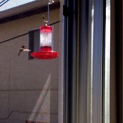 California Backyard Birds, Inc - 10 Photos & 17 Reviews - Pet Stores ...