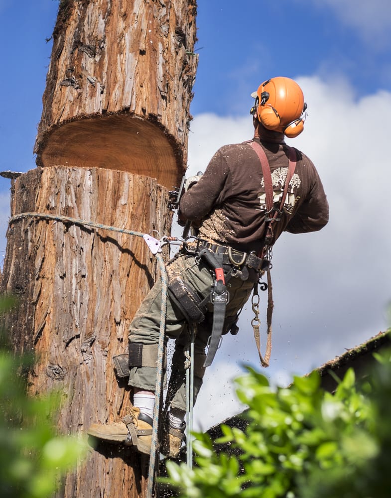 Titan Tree Service - 28 Reviews - Tree Services - 1809 S St, Midtown ...