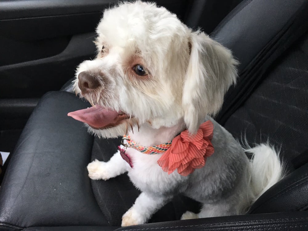 Doggie Style Grooming Salon - 71 Photos & 91 Reviews - Pet Groomers ...