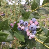 Butler’s Orchard - 283 Photos & 187 Reviews - Farmers Market - 22222 ...