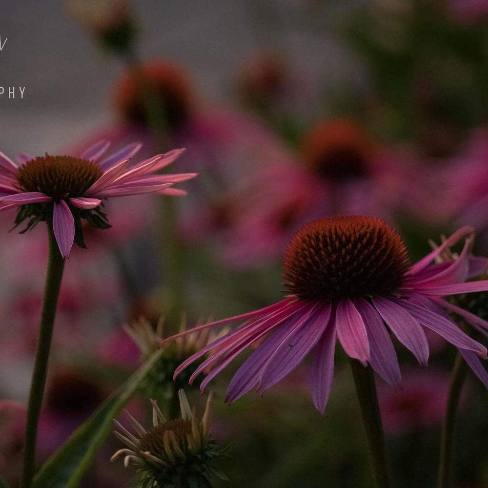 Chicago Burbs' Most Gorgeous Parks - Yelp