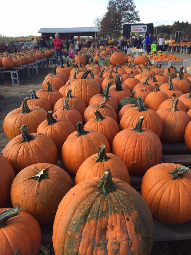 Duffield’s Farm Market - 14 Photos & 22 Reviews - Farmers Market - 280 ...