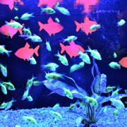 That Fish Place - That Pet Place - 73 Photos & 59 Reviews - Pet Stores ...