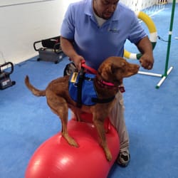 Frolick Dogs - 24 Photos & 41 Reviews - Pet Sitting - 3208 Colvin St ...