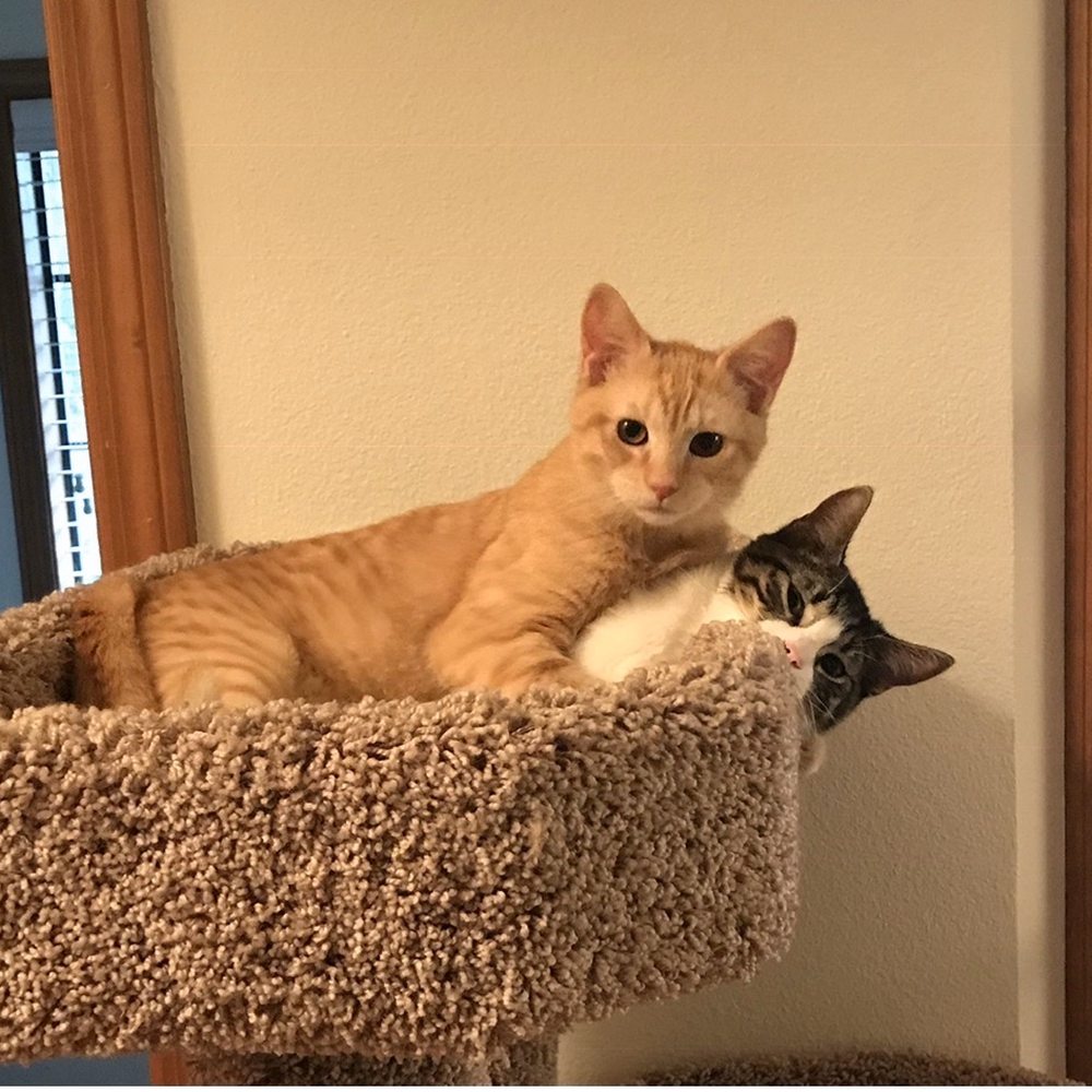 Puppy Wonderland -- LA - Yelp