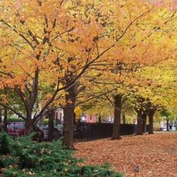 Fulton Park - 23 Photos - Parks - 1691 Fulton St, Bedford Stuyvesant ...