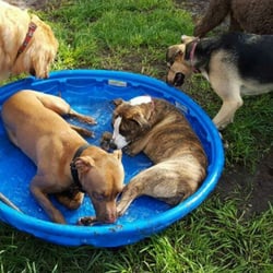 Four Paws Only - 18 Photos - Pet Sitting - 2215 E Edgewood Dr, Lakeland ...