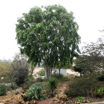 All Access Tree Care - 35 Photos & 105 Reviews - Tree Services - 289 ...