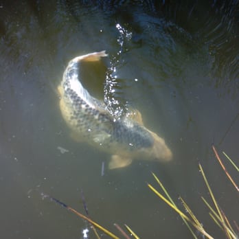 CSUN Pond - 264 Photos & 54 Reviews - Parks - 18111 Nordhoff St ...