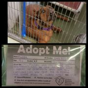 Cleveland Animal Protective League - 2019 All You Need to Know BEFORE ...