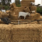 Alden Lane Nursery - 117 Photos & 109 Reviews - Nurseries & Gardening ...