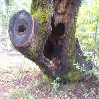 Drive-Thru Tree - 197 Photos & 112 Reviews - Parks - 67402 Drive Thru ...