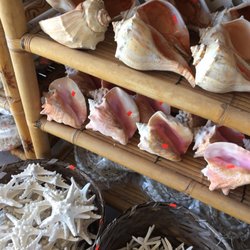 World Shells & Co. - Souvenir Shops - 14440 US Hwy 19, Inglis, FL ...