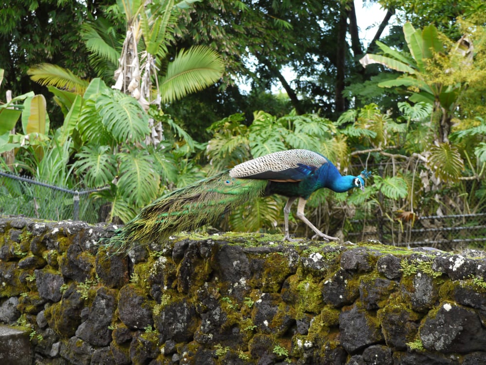 Pana’ewa Rainforest Zoo & Gardens - 202 Photos & 92 Reviews - Zoos ...