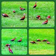 Cullen Park - 33 Photos & 23 Reviews - Parks - 19008 Saums Rd, Addicks ...