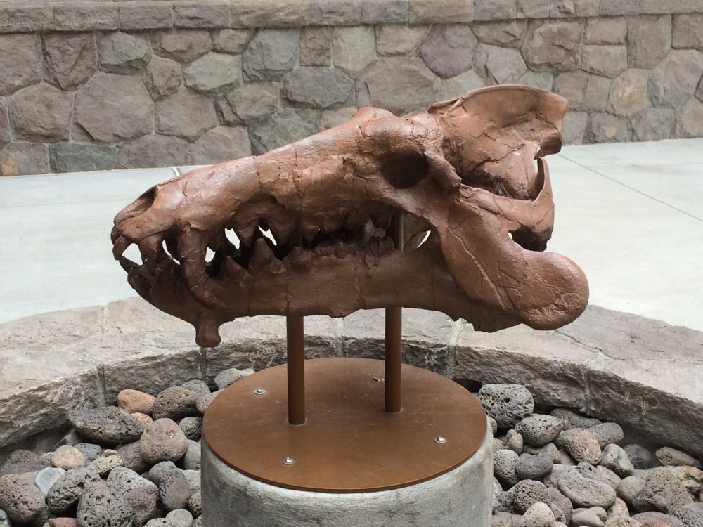 Thomas Condon Paleontology Museum - 18 Photos - Museums - 32651 Hwy 19 ...