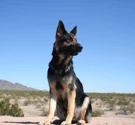 Desert Mountain German Shepherds - Pets - 9534 W Schrader Ln, Maricopa ...