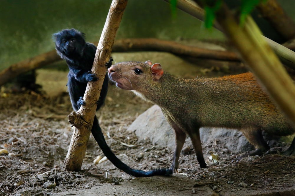 Connecticut’s Beardsley Zoo - 134 Photos & 80 Reviews - Zoos - 1875 ...