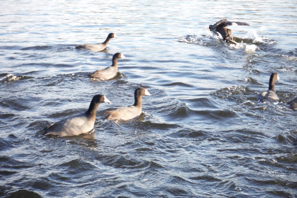 Mather Field Lake Regional Park - 336 Photos & 25 Reviews - Parks ...