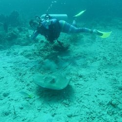 St. Thomas Diving Club - 15 Photos & 14 Reviews - Scuba Diving - 7147 ...