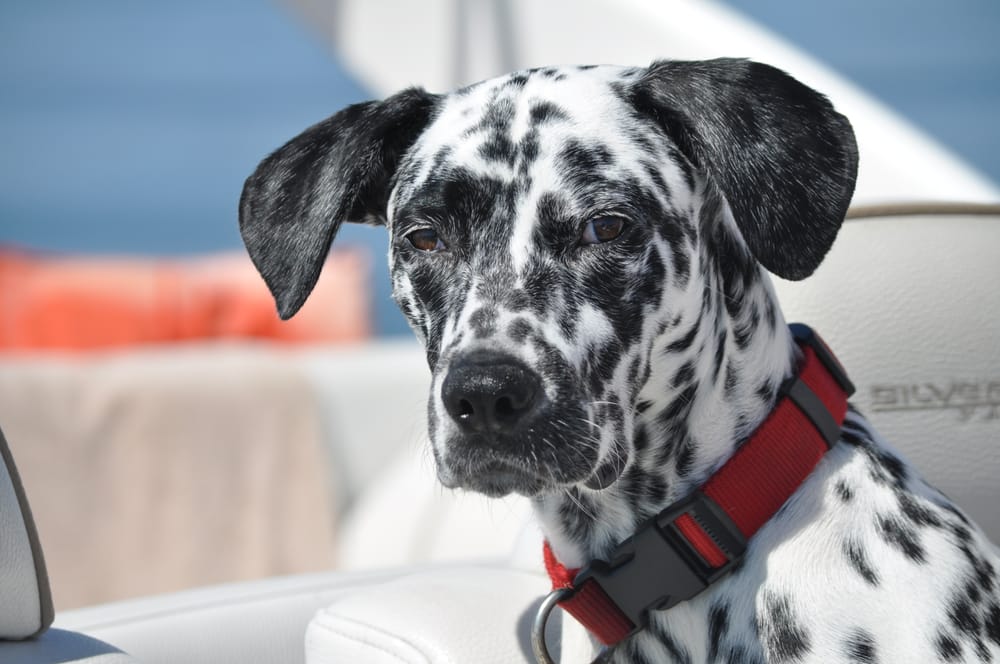 Dalmatian Rescue Of West Los Angeles - 15 Photos & 19 Reviews - Animal ...