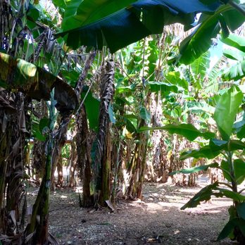 Fruit & Spice Park - 460 Photos & 125 Reviews - Parks - 24801 SW 187th ...