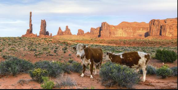 Megan Halvorson-Morgan Stanley, 4801 N Butler Ave, Ste 14-101 ...