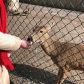 Popcorn Park Zoo - 143 Photos & 64 Reviews - Zoos - Humane Way, Forked ...