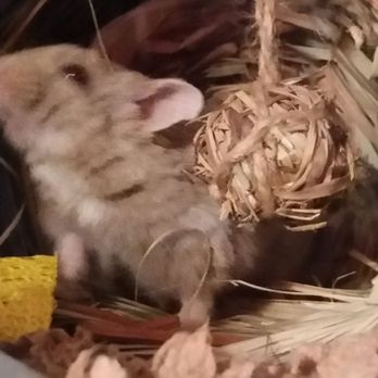 PetSmart - 11 Photos & 31 Reviews - Pet Stores - 63 Rice Lake Square ...