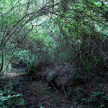 Big Trees Forest Preserve - 91 Photos & 25 Reviews - Parks - 7645 ...