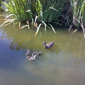 CSUN Pond - 264 Photos & 54 Reviews - Parks - 18111 Nordhoff St ...
