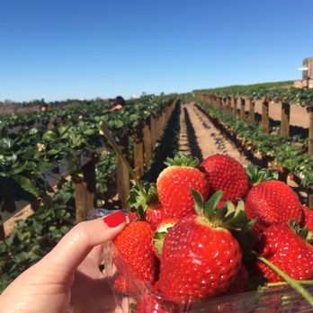 Irvine California Farms