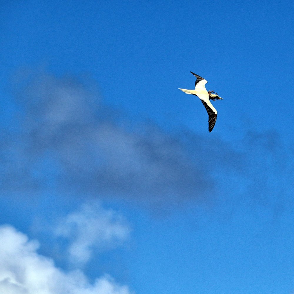 This List Is for the Birds! - Yelp