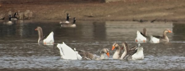 Greens Fork, IN Map & Directions - MapQuest