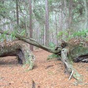 Split Oak Forest - Hiking - 12901 Moss Park Rd, Orlando, FL - Yelp