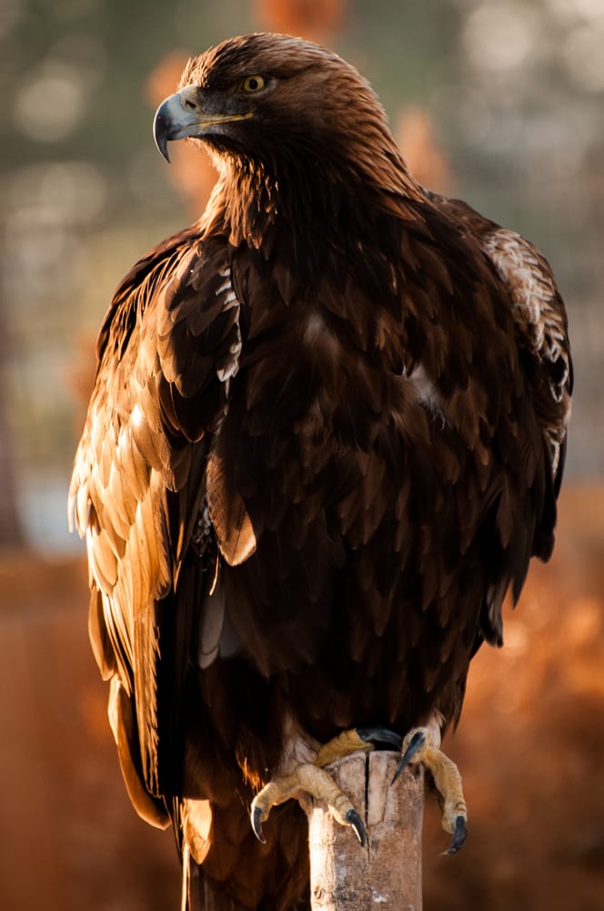 Tracy Aviary - 155 Photos & 74 Reviews - Zoos - 589 E 1300th S, Salt ...