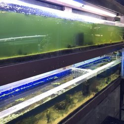 Father Fish Aquarium - Local Fish Stores - 536 E Venice Ave, Venice, FL ...