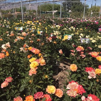 Mesquite Valley Growers Nursery - 234 Photos & 120 Reviews - Nurseries ...