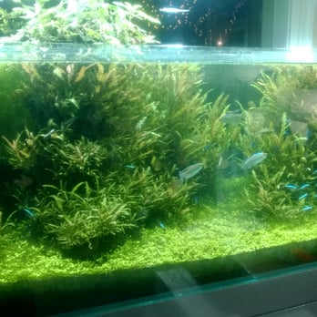 Aqua Forest Aquarium - 91 Photos & 190 Reviews - Aquarium Services ...