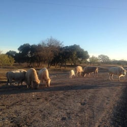 Ox Ranch - 18 Photos - Wildlife Hunting Ranges - 1946 Private Rd 2485 ...