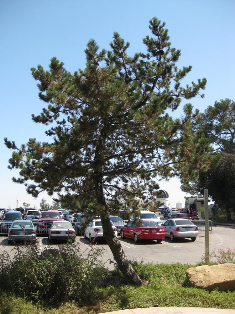 The George Harrison Tree - 25 Photos - Arts & Entertainment - 2800 E ...